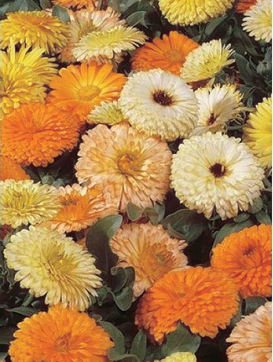 CALENDULA Bon Bon Mix | High Q Greenhouses Ltd.