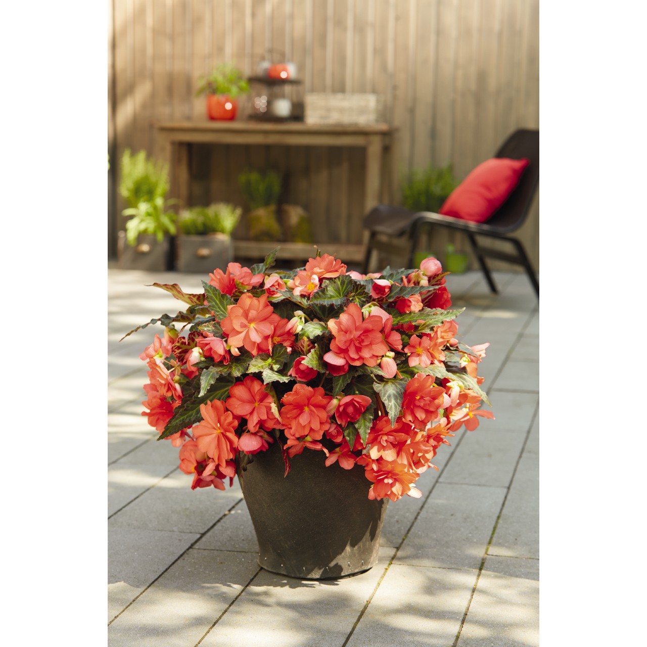 Young Plants Archives | High Q Greenhouses