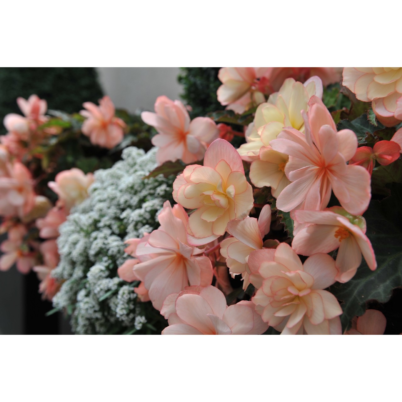 Young Plants Archives | High Q Greenhouses