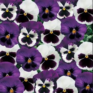 PANSY Majestic Giant II F1 Sea Breeze Blotch Mix | High Q Greenhouses Ltd.