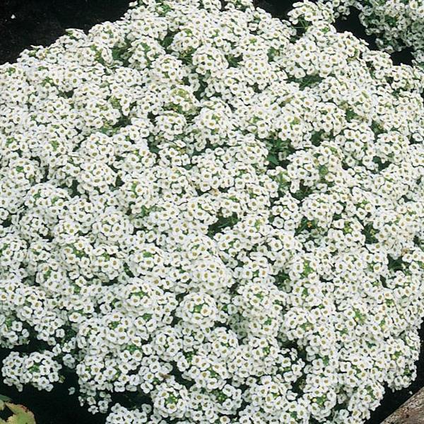 Alyssum Snow Crystals ® High Q Greenhouses Ltd