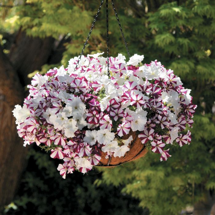 PETUNIA EASY WAVE® Starfish Mix (50) | High Q Greenhouses Ltd.