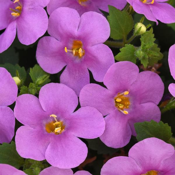 Young Plants – High Q Greenhouses