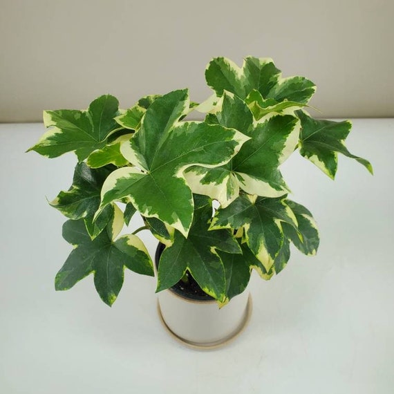Foliage Archives | High Q Greenhouses