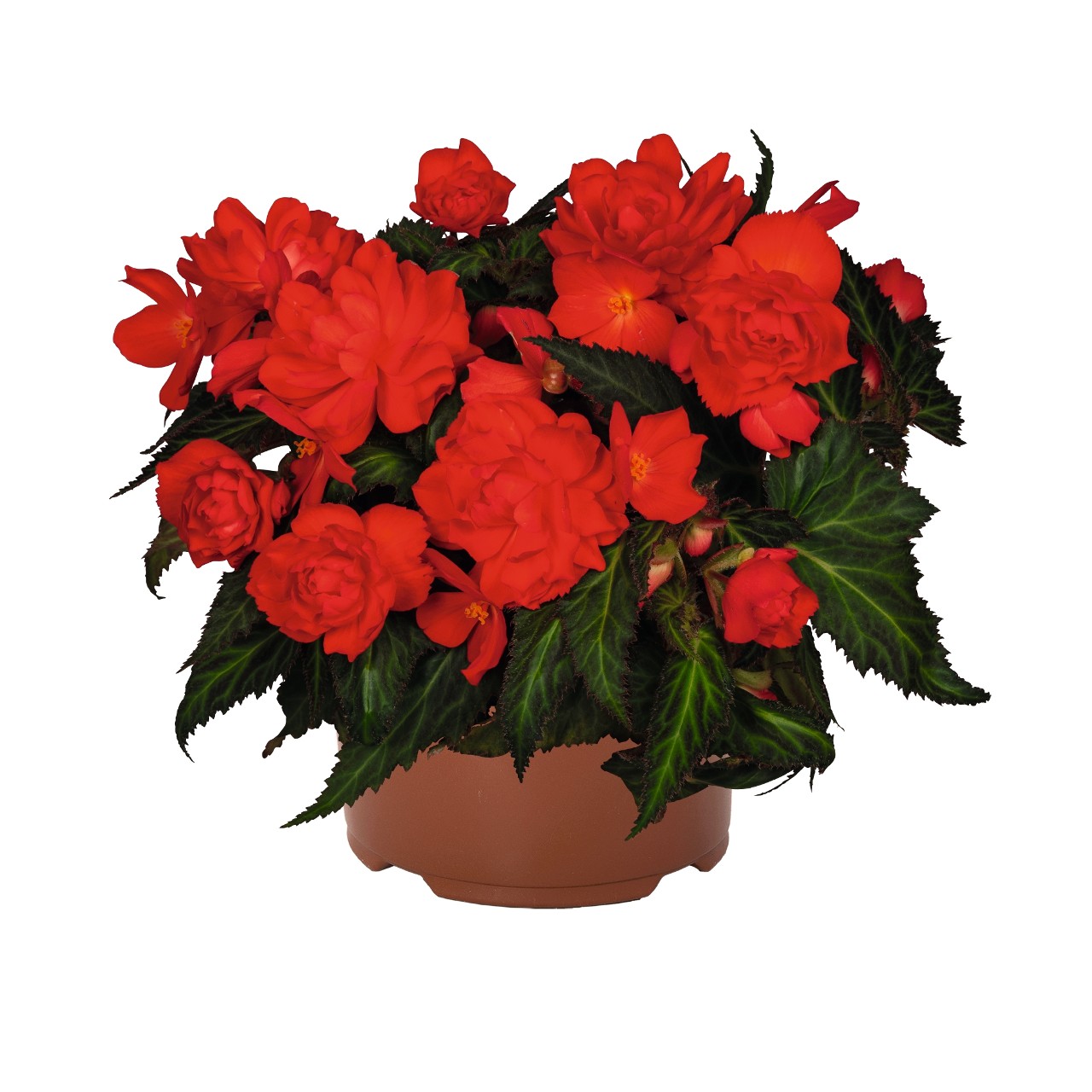 Young Plants Archives | High Q Greenhouses