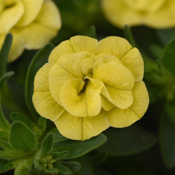 Calibrachoa – High Q Greenhouses