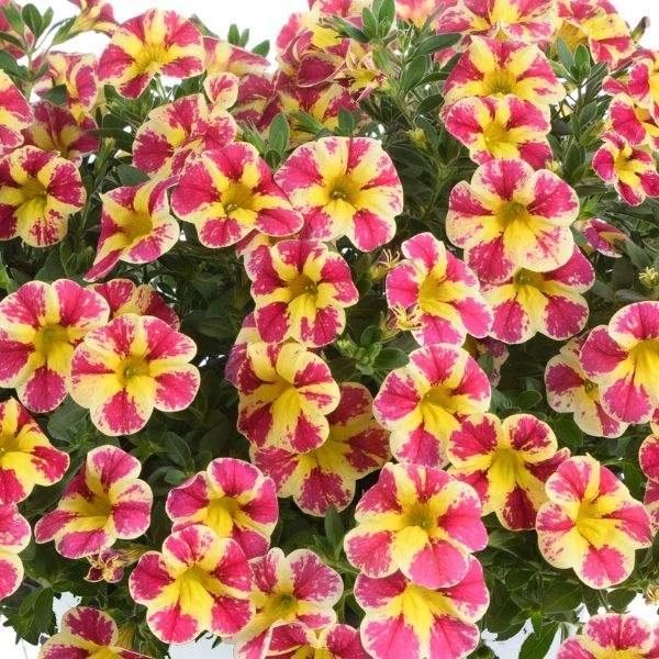 Calibrachoa Archives | High Q Greenhouses