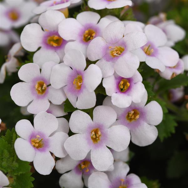 Young Plants – High Q Greenhouses