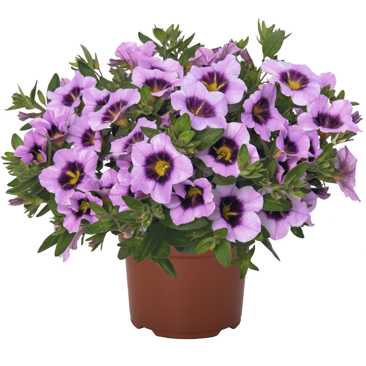 Calibrachoa Archives | High Q Greenhouses