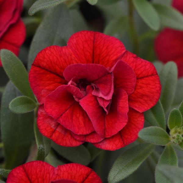 Calibrachoa – High Q Greenhouses
